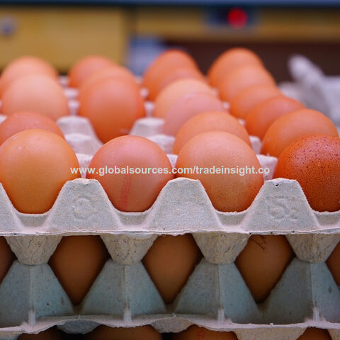 Buy Wholesale United States Buy Farm Fresh Fertile White Fresh Chicken ...