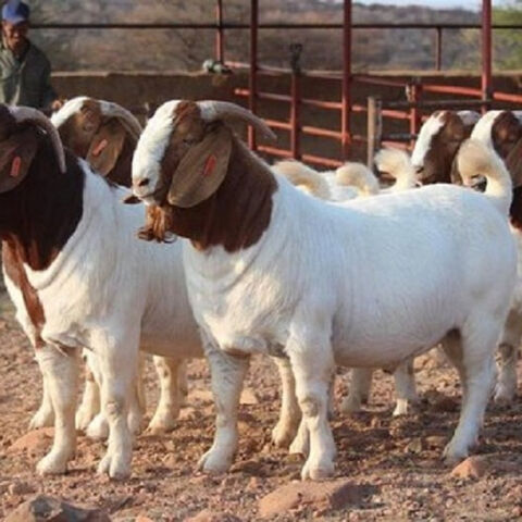 Buy Wholesale Canada Male Boer Goat Boer Goat Barbari Goat Malwa Goat Sirohi Goat Tellicherry ...