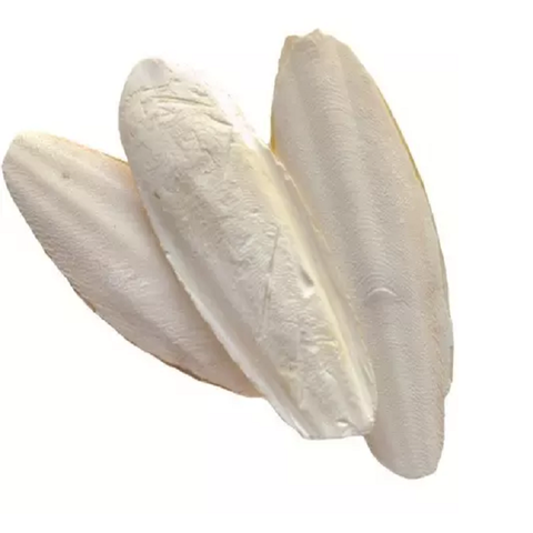 Buy Wholesale Canada Cuttlefish Bones Dried Cuttlefish Bone Cuttle Fish ...