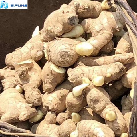 Buy Wholesale China Shandong Ginger Quality Corps Pack In 5kg Per Mesh ...