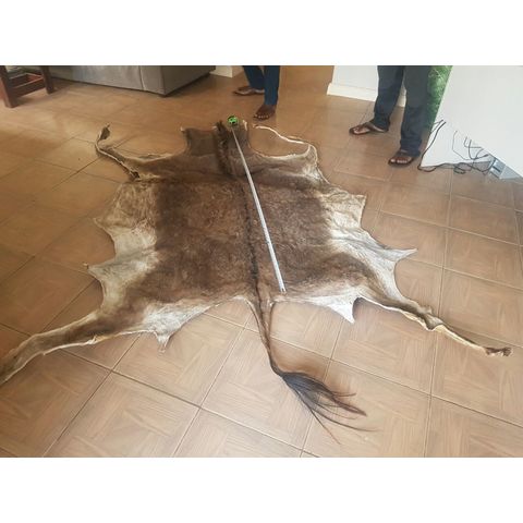 Buy Wholesale South Africa Bulk Wet Salted Donkey Hide /wet Cow Hides ...