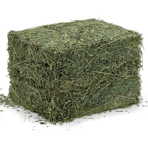 Buy Wholesale Germany Alfalfa Hay, Buy Alfalfa Hay Bales, Alfalfa Hay ...