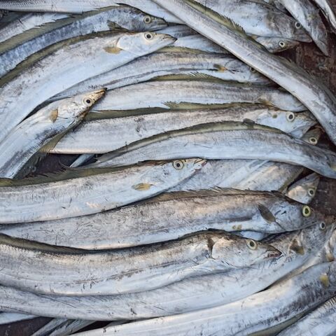 Buy Wholesale Germany Frozen Ribbon Fish Whole Round & Frozen Ribbon ...