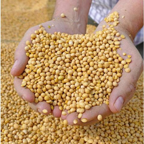 Buy Wholesale Germany Premium Soya Beans For Soybean Importer & Soya ...