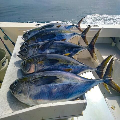 Buy Wholesale Germany Yellow Fin Tuna & Yellow Fin Tuna, Tuna at USD ...
