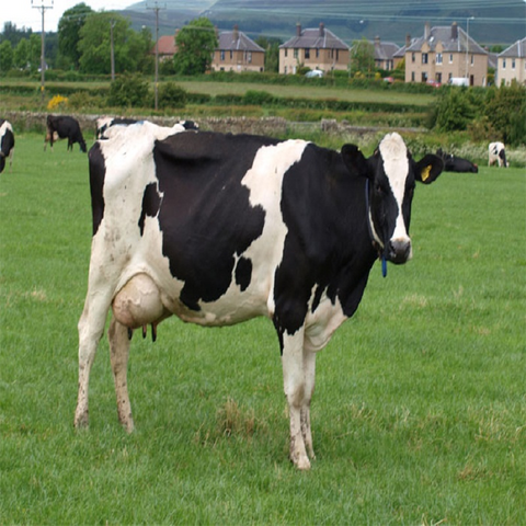 Buy Wholesale Germany Pregnant Holstein Heifers Cow & Live Cows, Alive ...