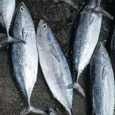 Buy Wholesale Germany Top Quality Whole Round Bonito Tuna & Bonito Tuna ...