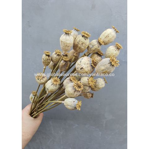 Buy Wholesale Canada Best Selling Poppy Pod Canada - Wholesale Supplier ...