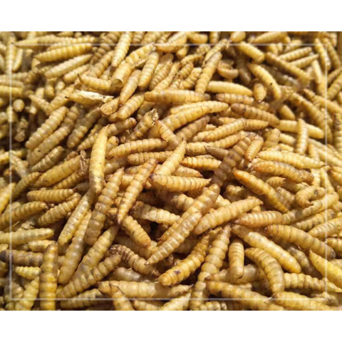 Buy Wholesale China Microwave Dried Black Soldier Fly Flies Larvae For ...
