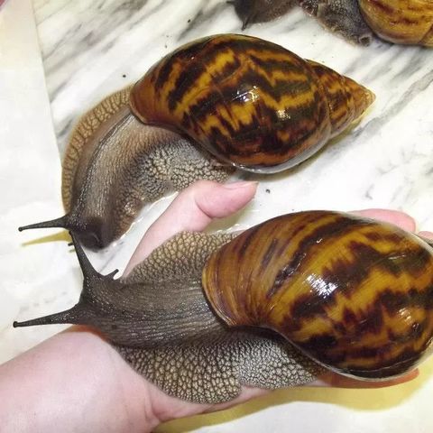 Buy Wholesale Germany Cheap Price Arrival Fresh African Giant Snails ...