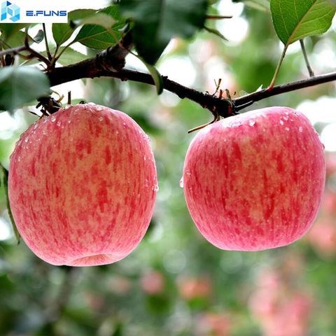 Buy Wholesale China Indonesia New Fruit Oem Preserved Apple Fuji Apple ...