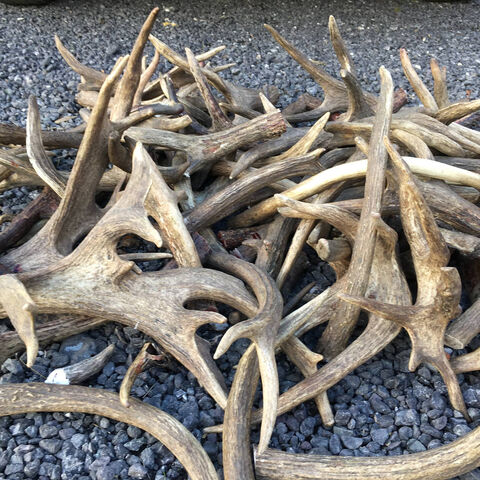 Buy Wholesale Germany Red Deer Antlers & Red Deer Antlers, Red Deer ...