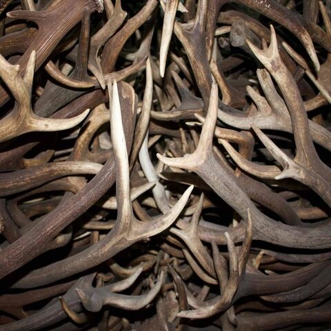 Buy Wholesale Germany Premium Quality Red Deer Antlers & Red Deer ...