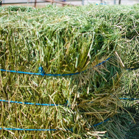 Buy Wholesale Kenya Trusted Exporter Of Best Selling Agriculture Grade ...