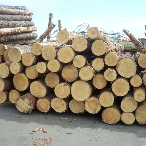 Pinus Kayu | Global Sources