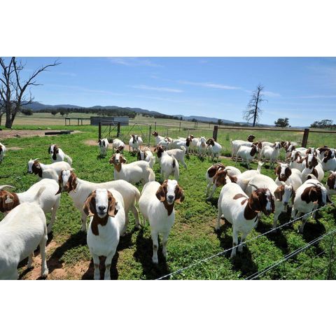 Buy Wholesale Kenya Discount Prices 100% Full Blood Live Boer Goats & Boer Goats at USD 100 ...