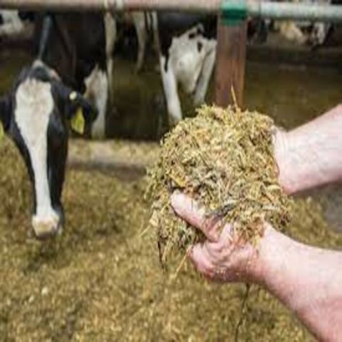 Buy Wholesale United States Corn Silage For Cattle Feeding & Animal ...