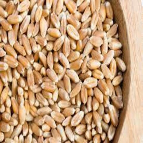 Buy Wholesale United States Whole Wheat Grains & Whole Wheat Grains ...