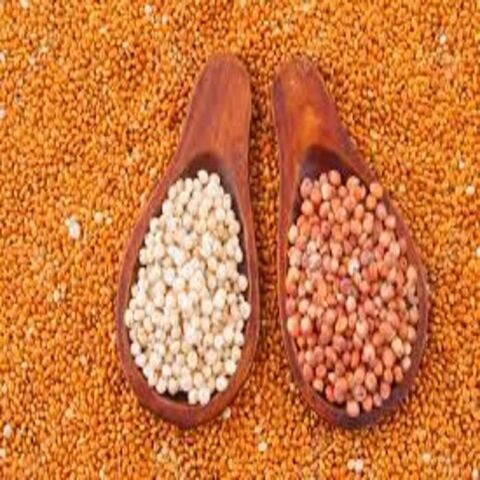 Buy Wholesale United States White And Red Sorghum & Barley, Buckwheat ...