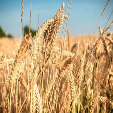 Buy Wholesale United States Durum Wheat & Millet, Oats, Quinoa, Rice ...