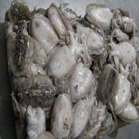Buy Wholesale United States Cuttlefish Whole Round & Cuttlefish Whole ...