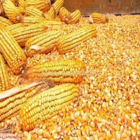 Buy Wholesale United States Yellow Corn/ Dry Maize For Animal Feed Best ...