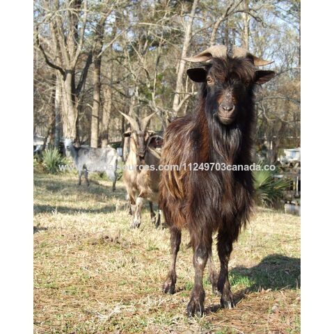 Buy Wholesale Canada Spanish Goats And General Livestock Farmers ...