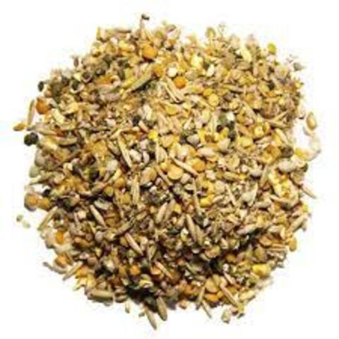 Buy Wholesale United States High Protein Chicken Feed Yellow Wheat For ...