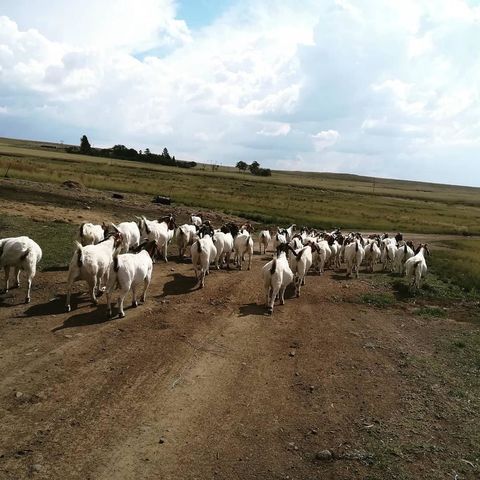 Buy Wholesale Kenya 100% Full Blood Live Boer Goats / 100% Pure Blood ...