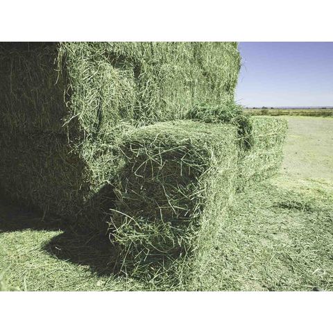 Buy Wholesale Canada Alfafa Alfalfa Hay For Animal Feeding & Alfalfa ...