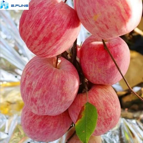 Buy Wholesale China Fresh Fuji Apple Oem Preserved Apple Fuji Apple ...