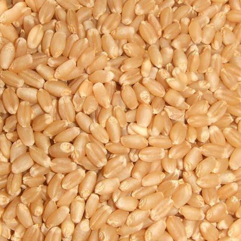 Buy Wholesale Thailand New Crop Milling Wheat Grain Bulk Wheat Grain ...