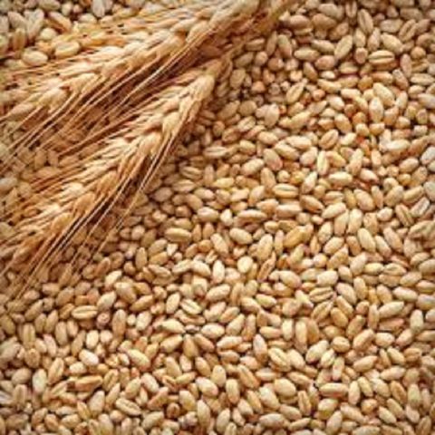 Buy Wholesale Thailand Premium Quality Wheat Grain In Bulk & Bulk Wheat ...