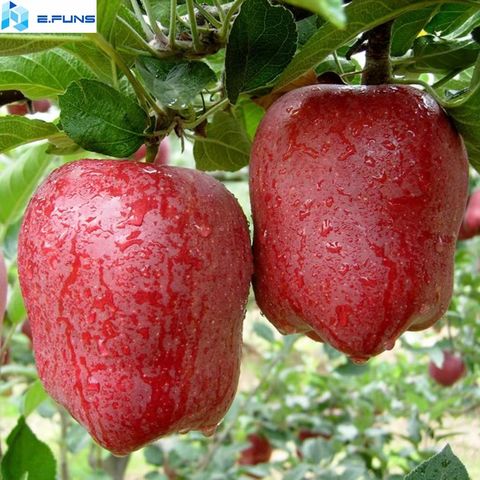 Buy Wholesale China Huaniu Apple Oem Preserved Apple Fuji Apple High ...