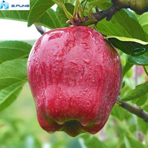 Buy Wholesale China Huaniu Apple Oem Preserved Apple Fuji Apple High ...