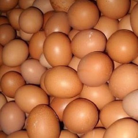 Buy Wholesale Thailand Organic Fresh Chicken Table Eggs & Fertilized ...