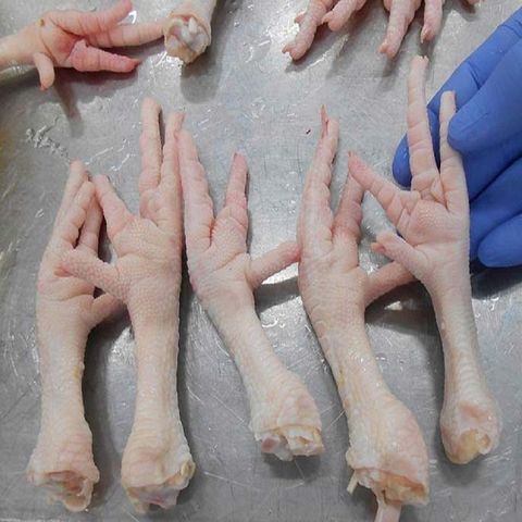 Buy Wholesale Thailand Frozen Halal Chicken Feet, Fresh Frozen Chicken ...