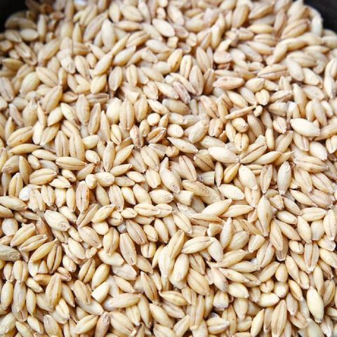 Buy Wholesale Thailand Premium Barley /animal Feed Barley/bulk Barley ...