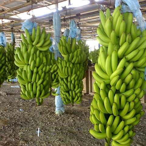 Fresh Green Cavendish Banana - Expore Thailand Wholesale Fresh Green ...