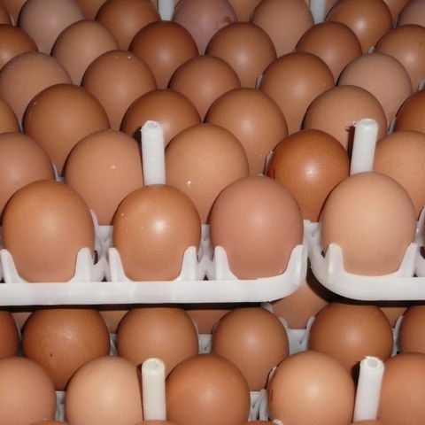 Buy Wholesale Canada Fresh Brown And White Table Eggs & Fresh Chicken ...