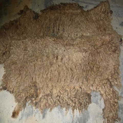 Buy Wholesale Thailand Quality Wet Salted And Dried Sheep Hides And ...