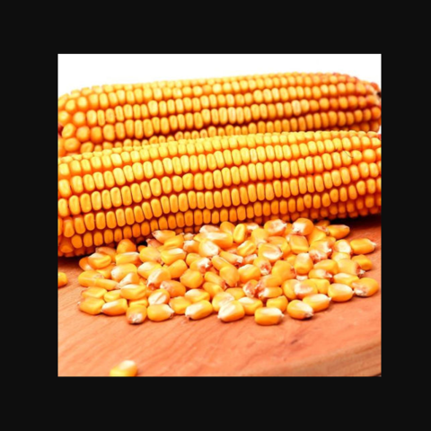 Buy Wholesale South Africa Popcorn Maize & Popcorn Maize, White Maize ...