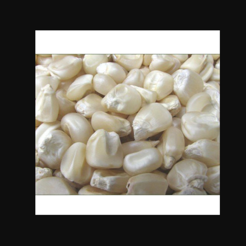 Buy Wholesale South Africa White Maize & Maize, White Maize, Corn at ...