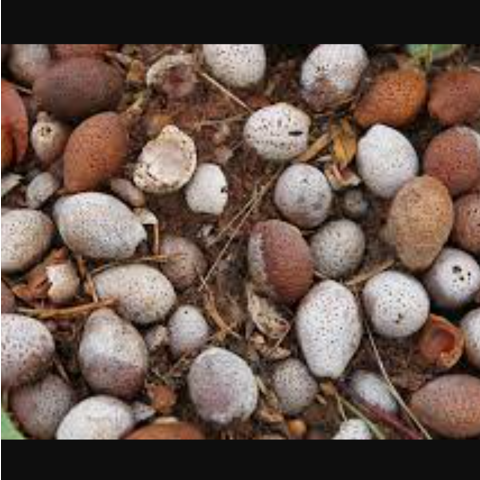 Buy Wholesale South Africa Mongongo Nuts & Mongongo Nuts at USD 600 ...