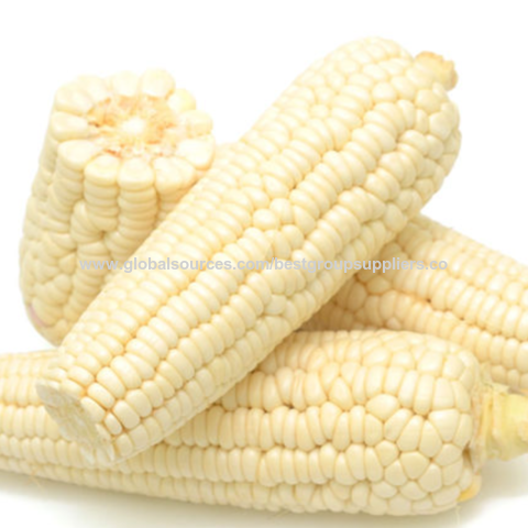 White Maize Best Quality $300 - Wholesale South Africa Maize, White ...