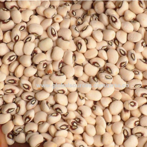 Buy Wholesale South Africa Sugar Beans & Sugar Beans, Beans, White ...