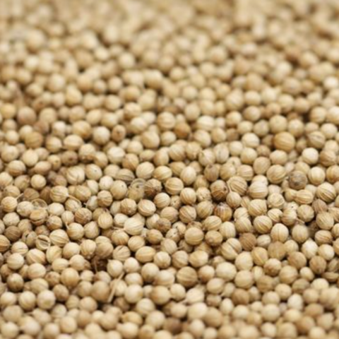 Buy Wholesale South Africa Fresh Coriander Seeds & Coriander, Seeds ...
