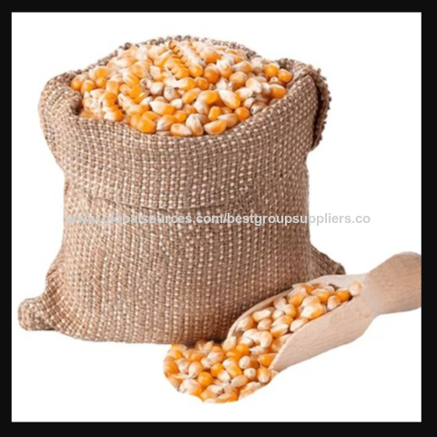 Buy Wholesale South Africa Yellow Maize & Yellow Maize, Grains, Corns ...