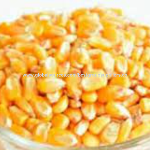 Buy Wholesale South Africa Yellow Maize & Yellow Maize, Grains, Corns ...