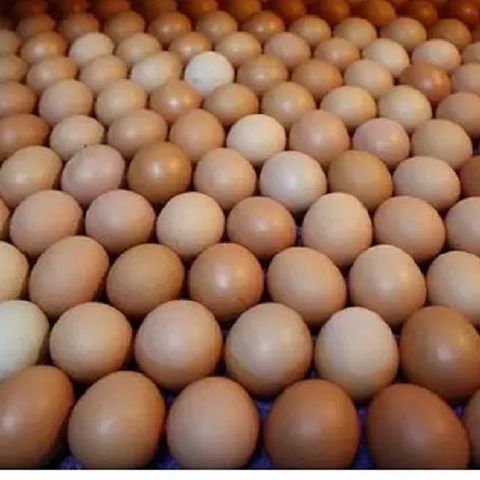 Buy Wholesale Canada Best Quality Wholesale High Quality For Sale Fresh ...